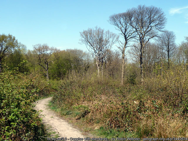 WoodNet: Milkwellburn Wood - Living Woods