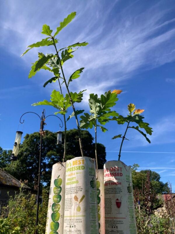 Seeds2Trees - Living Woods