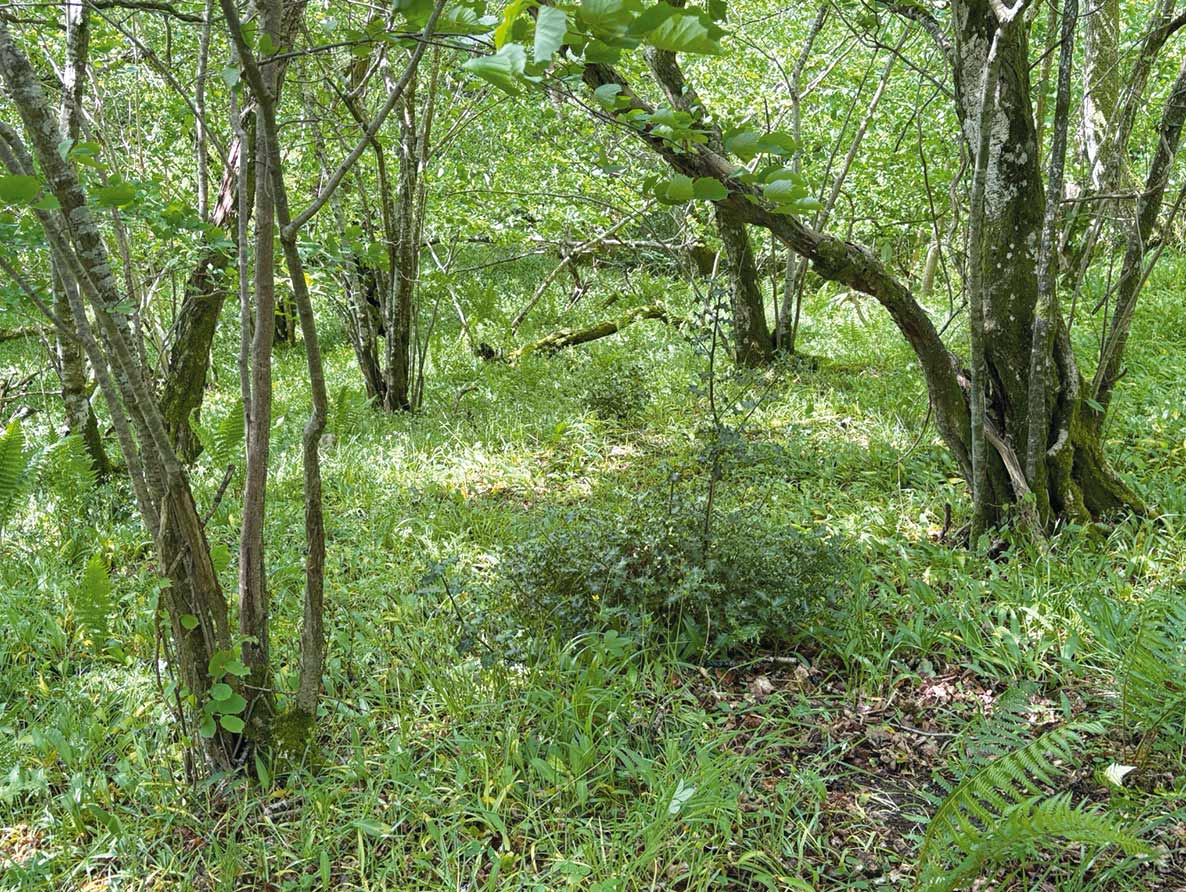 Tod's Place - Living Woods